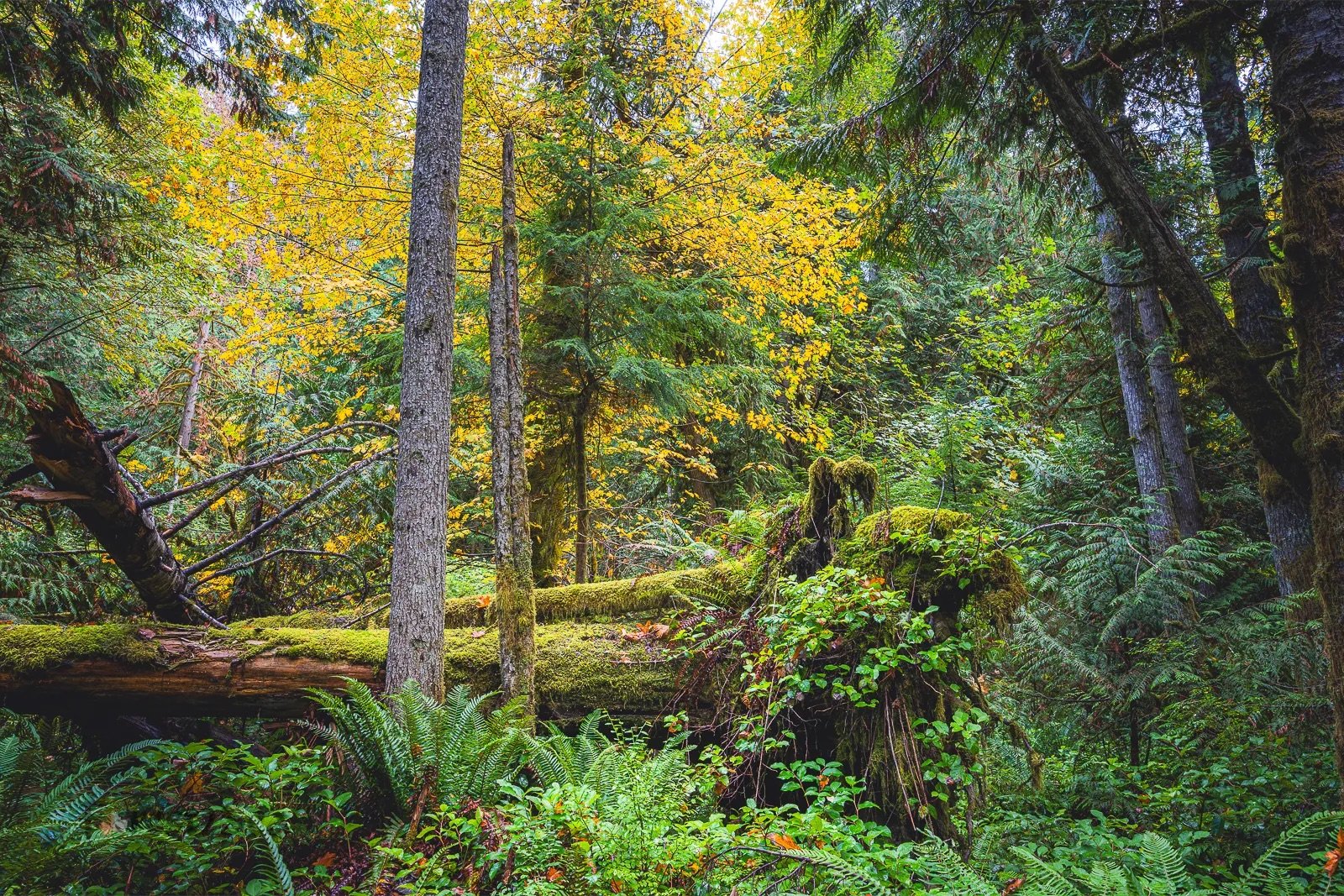 Public Lands vs. Private Corporations: How Campaign Contributions ...